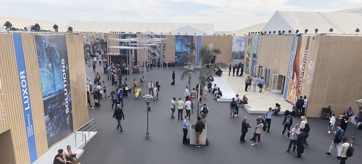 COP27: Protecting biodiversity is protecting the Paris Agreement | UN News